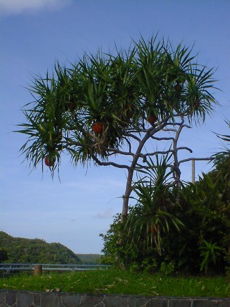 中本敦のホームページ Atsushi Nakamoto's Web Site: アダン